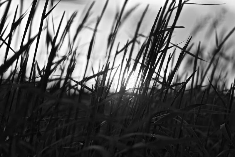 Greyscale Closeup of Grass in a Field Under Sunlight with a Blurry ...
