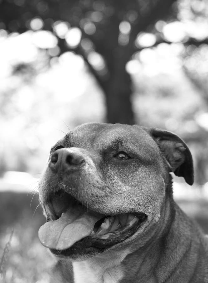 Greyscale, Closeup of a Pitbull Dog in the Garden. Stock Image - Image ...