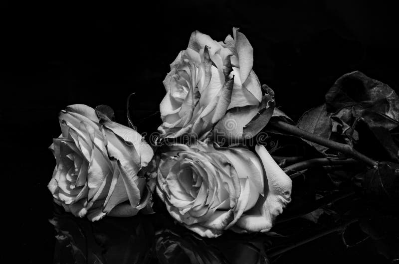 Greyscale Closeup of Roses Reflecting on the Table Against a Black ...