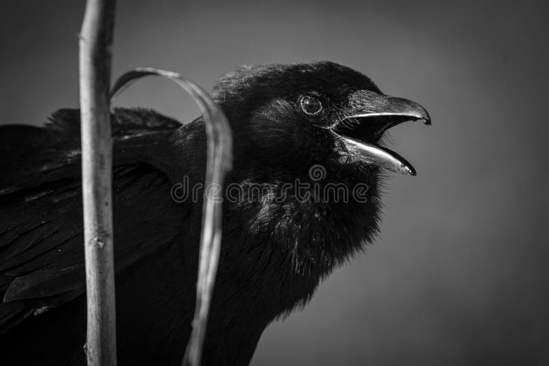 Greyscale Closeup Shot of a Crow with an Open Beak Stock Photo - Image ...