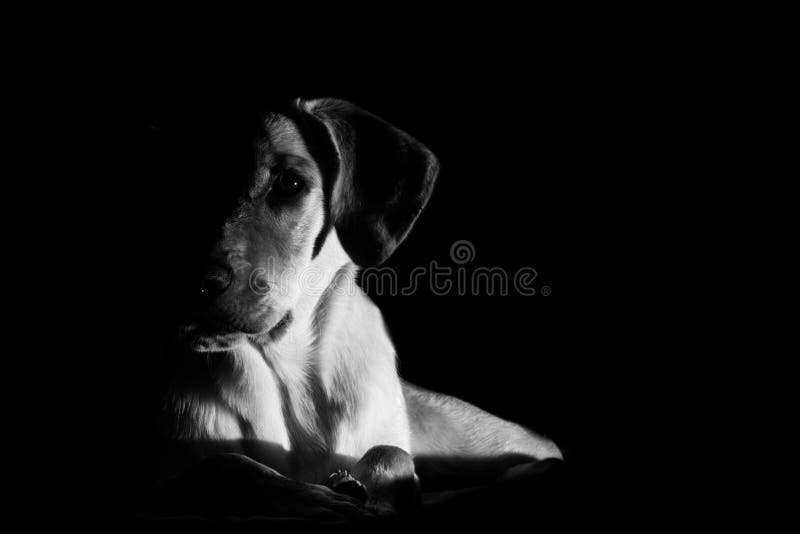 Greyscale Closeup Shot of a Cute Dog with a Black Background Stock ...