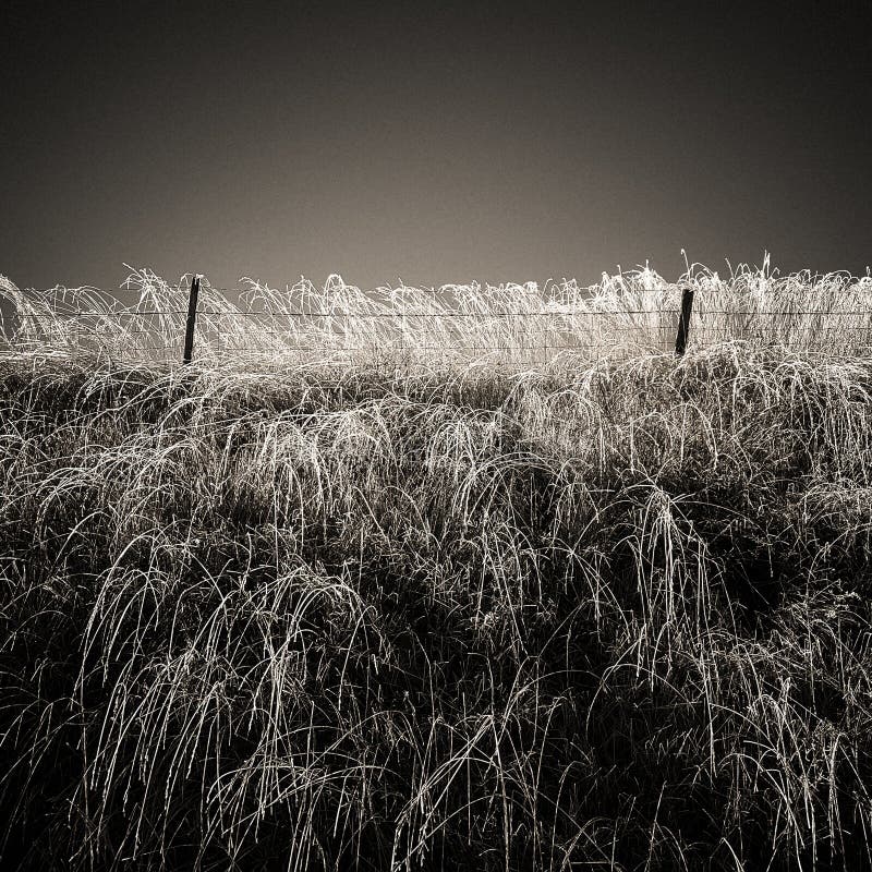 Greyscale Closeup Shot of Grass Field with a Fence Under a Clear Sky ...