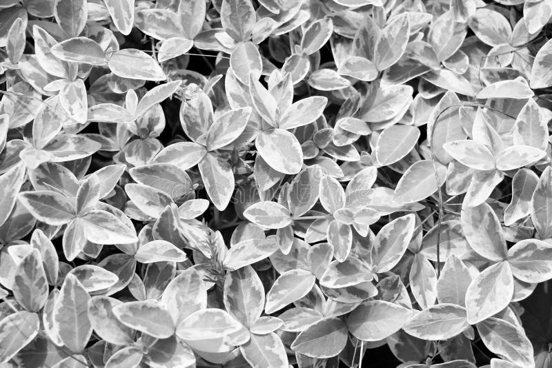 Greyscale Closeup Shot of Plant Leaves Stock Photo - Image of leaves ...