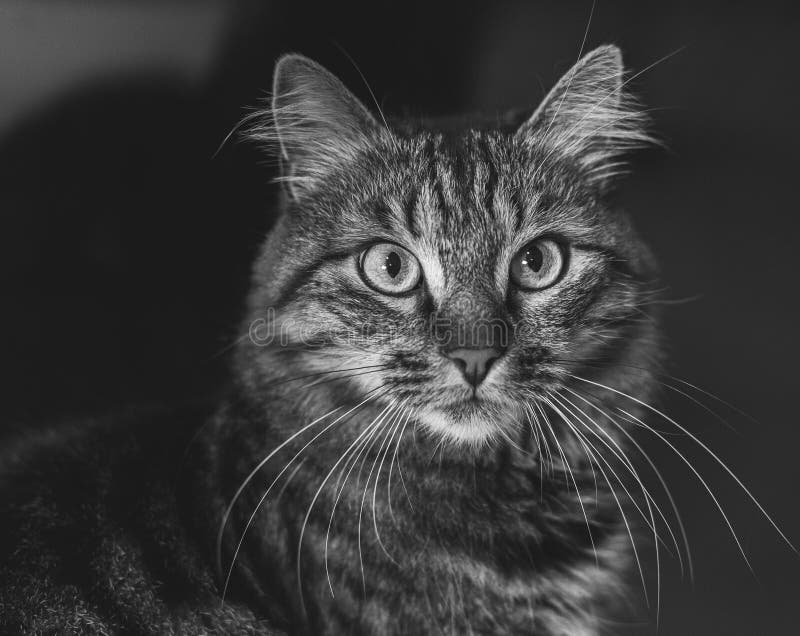 Cat Greyscale Color Stock Photos - Free & Royalty-Free Stock Photos ...