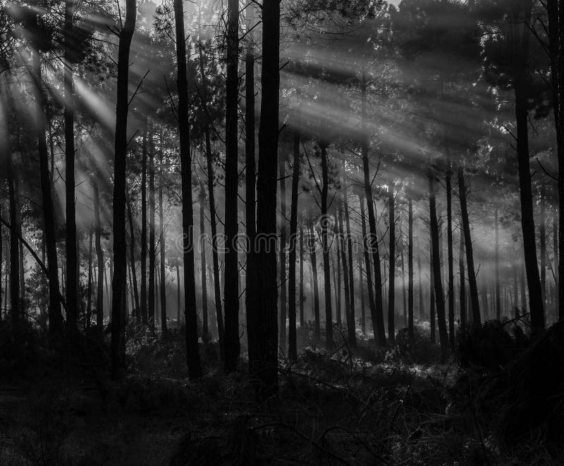 Greyscale of a Forest Surrounded by Trees and Leaves Under Sunlight ...