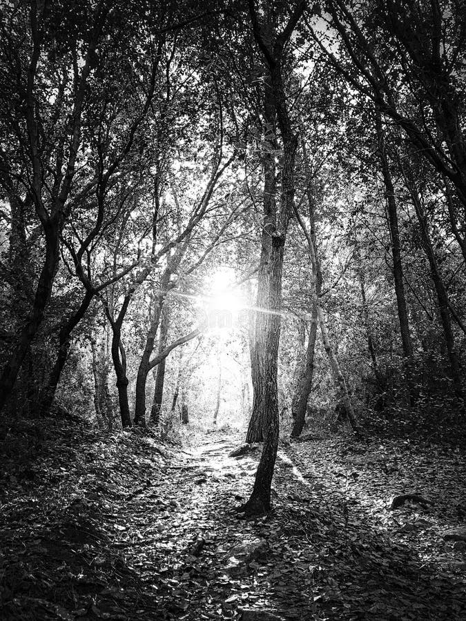 Greyscale of a Forest Surrounded by Trees and Leaves Under Sunlight ...