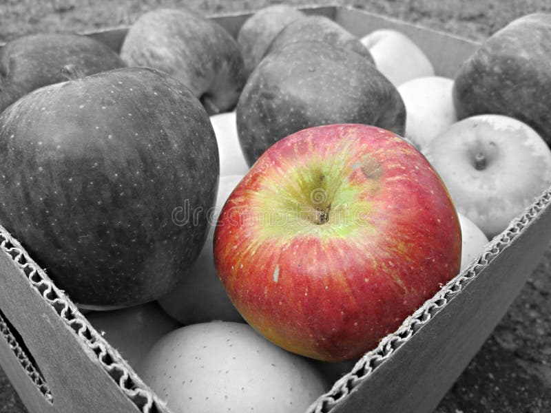 A Red Apple in a Box of Grey Apples. Stock Photo - Image of apples ...