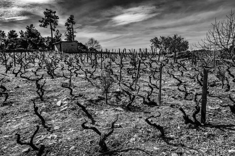 Greyscale Scenery of a Field Under the Gloomy Sky Stock Photo - Image ...