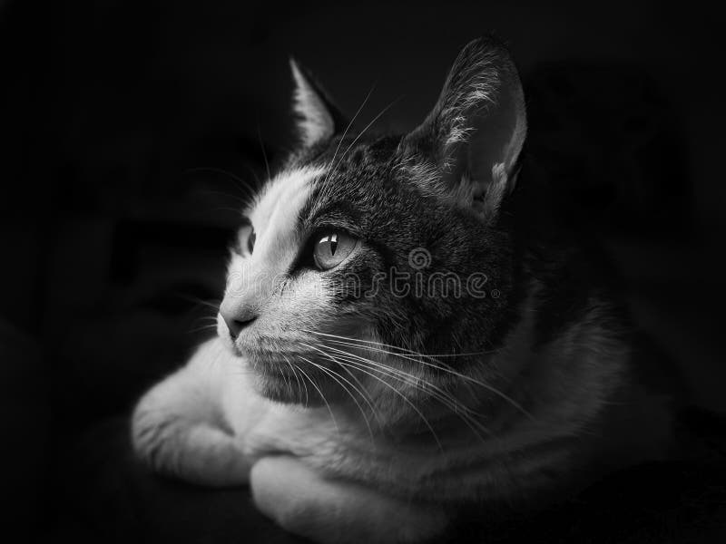 141 Cat Greyscale Stock Photos - Free & Royalty-Free Stock Photos from ...