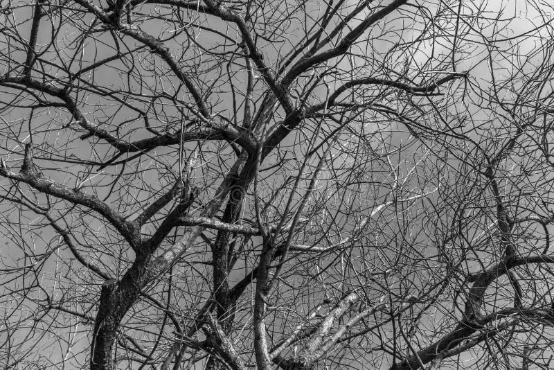 Greyscale Shot of the Bare Branches of a Tree Stock Image - Image of ...
