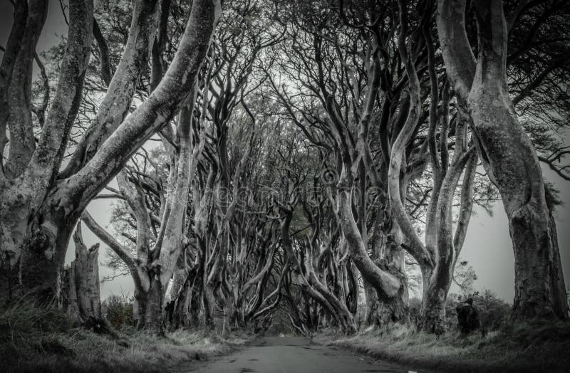 Greyscale Shot of the Beautiful Tree Trunks on the Sides of a Narrow ...