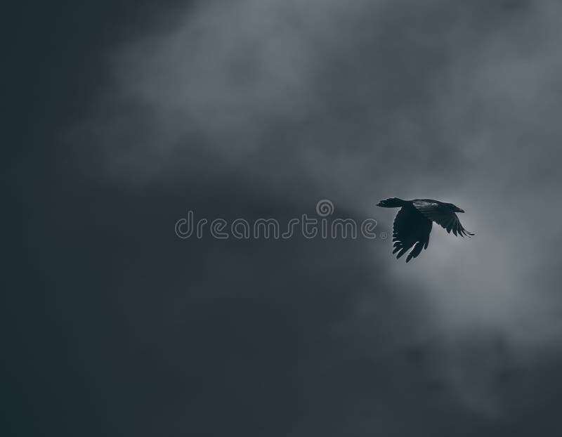 Greyscale Shot of a Black Crow Flying with Cloudy Sky in the Background ...