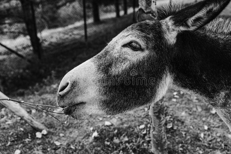 Greyscale Shot of the Burro S Head in the Farm Stock Photo - Image of ...