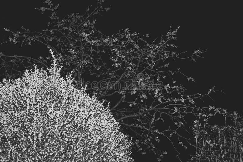 Greyscale Shot of Bushes and Trees at Night Stock Image - Image of ...