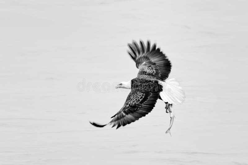 Greyscale Shot of an Eagle Flying Over the Ocean with a Fish on Its ...