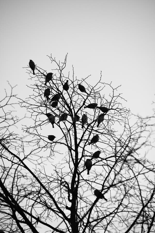Greyscale Shot of a Flock of Birds Perched on a Leafless Tree Stock ...
