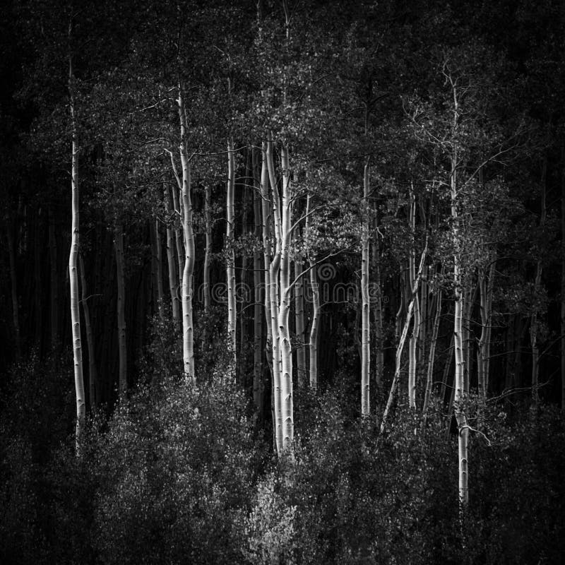 Greyscale Shot of a Forest Full of High Rise Trees and Other Plants ...