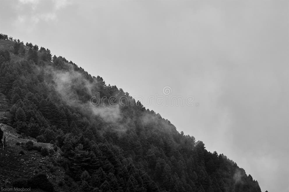Greyscale Shot of a Forest in the Mountains with a Grey Background ...