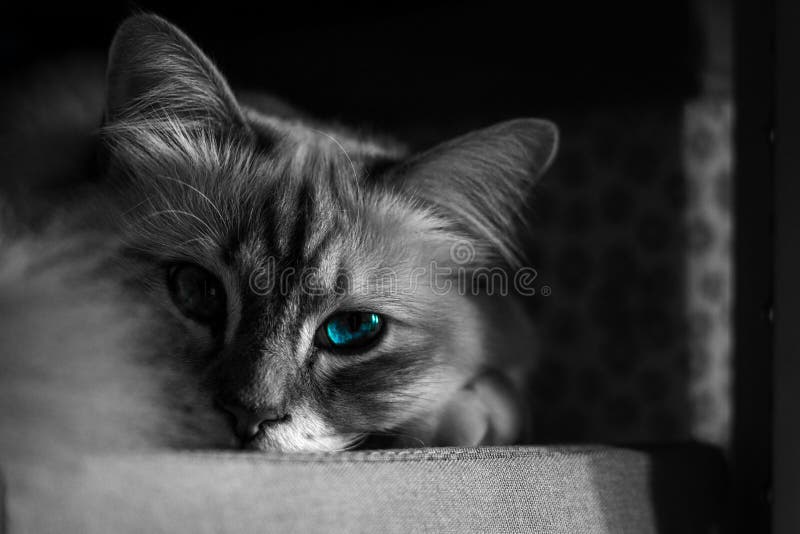 Greyscale Shot of a Furry Cat with Big Blue Eyes Stock Image - Image of ...