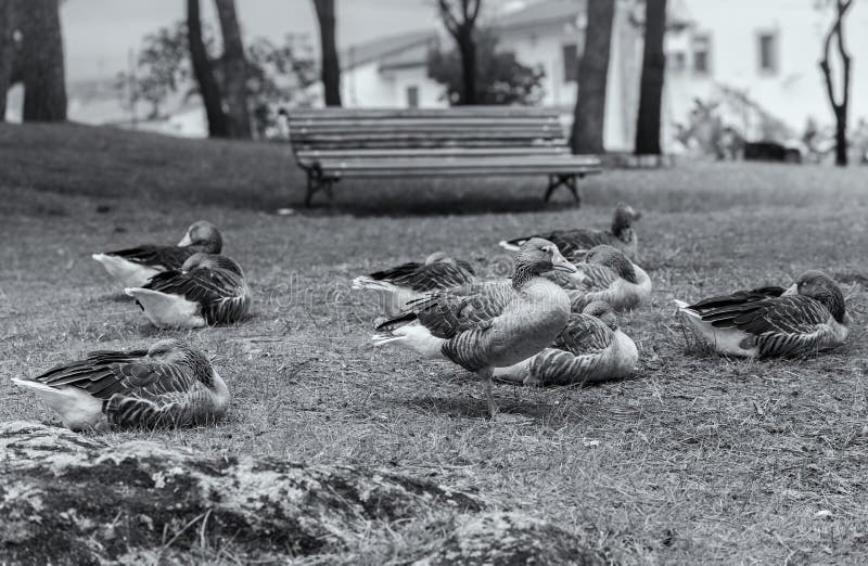 A Group of Geese on the Poultry Farm. Stock Image - Image of goslings ...