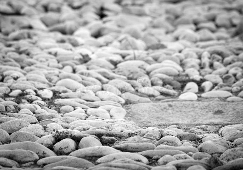 Greyscale Shot of Many White Stones Next To Each Other Stock Photo ...