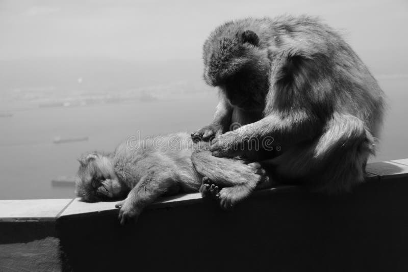 Greyscale Shot of a Monkey Massaging Another One Stock Image - Image of ...