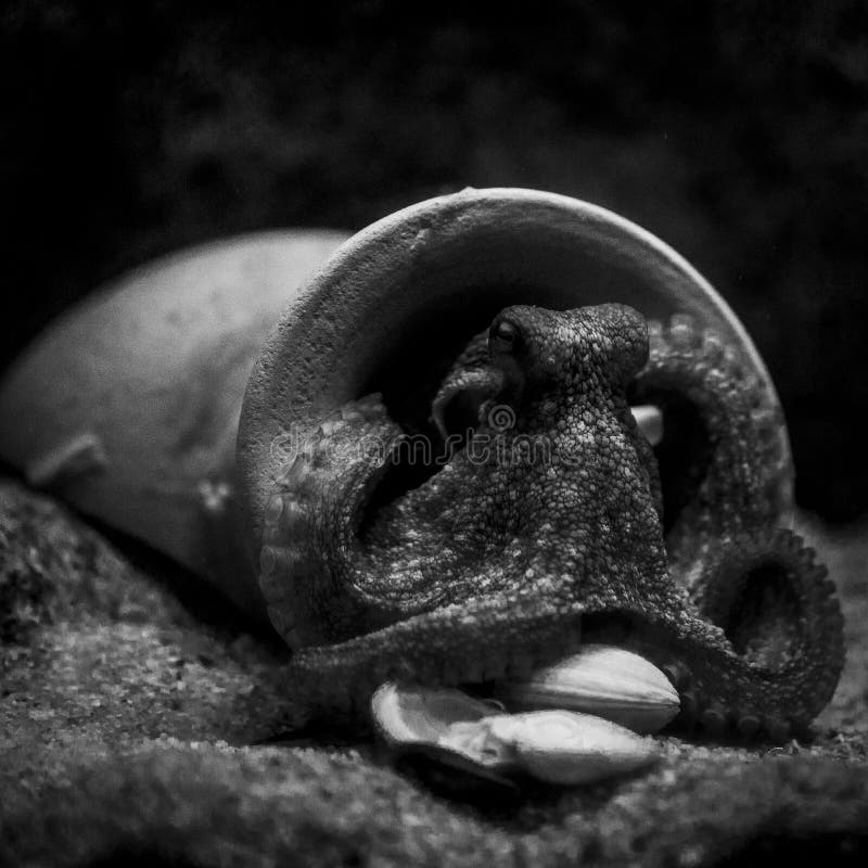 Greyscale Shot of an Octopus on a Jar Inside the Aquarium Stock Photo ...