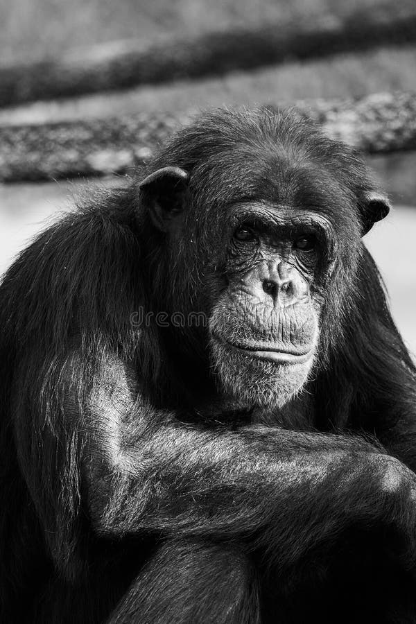 Greyscale Shot of an Old Monkey Stock Photo - Image of nature, safari ...