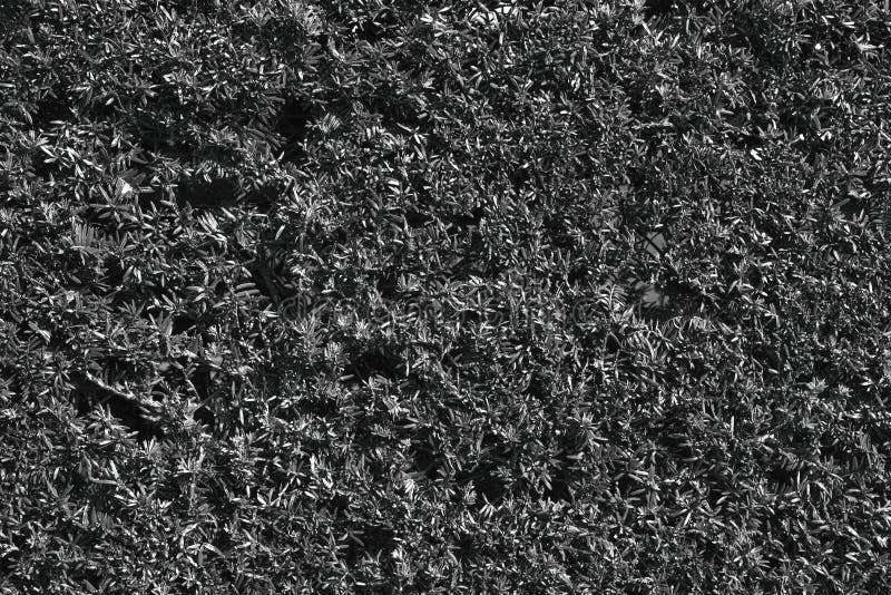 Greyscale Shot of Plants and Grass on a Field Stock Photo - Image of ...