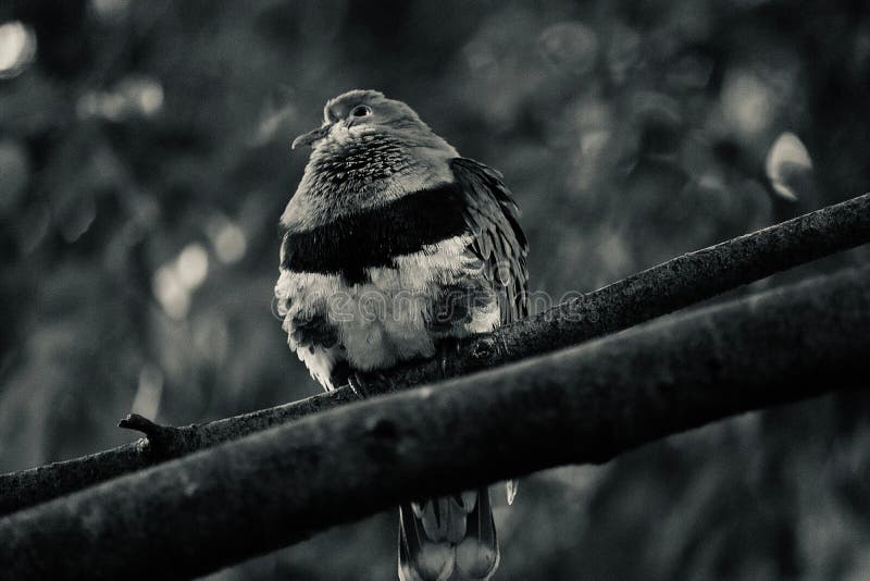 Greyscale Shot of a Resplendent Quetzal Bird Stock Photo - Image of ...