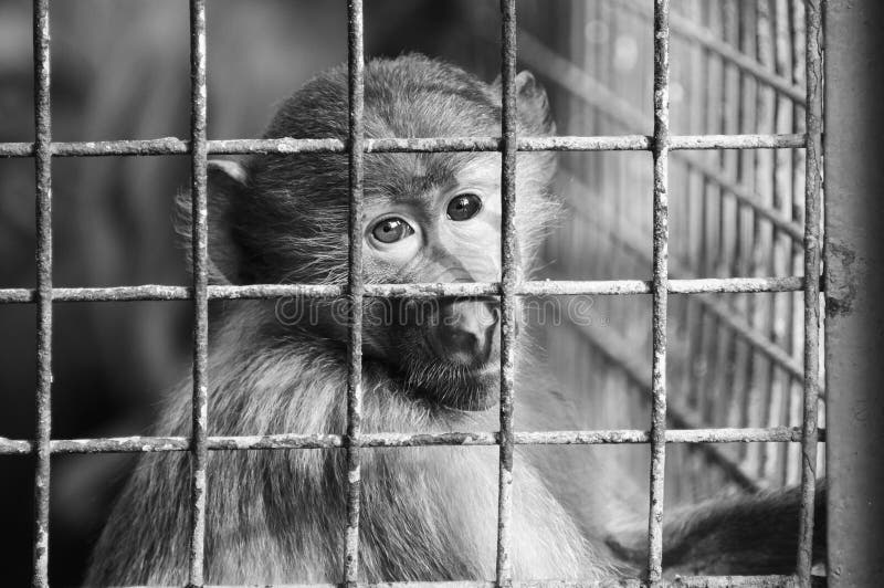 Greyscale Shot of a Sad Monkey in a Small Old Cage - Conception ...