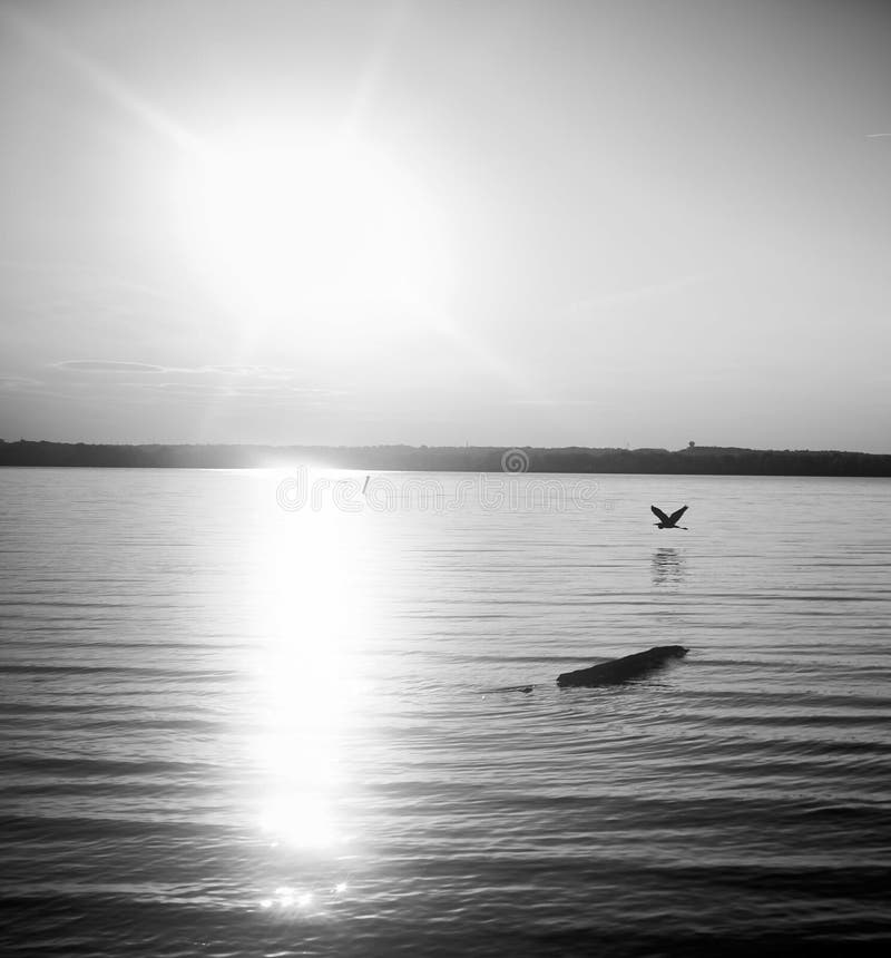Greyscale Shot of a Sea with the Reflection of the Sun on it and a Bird ...