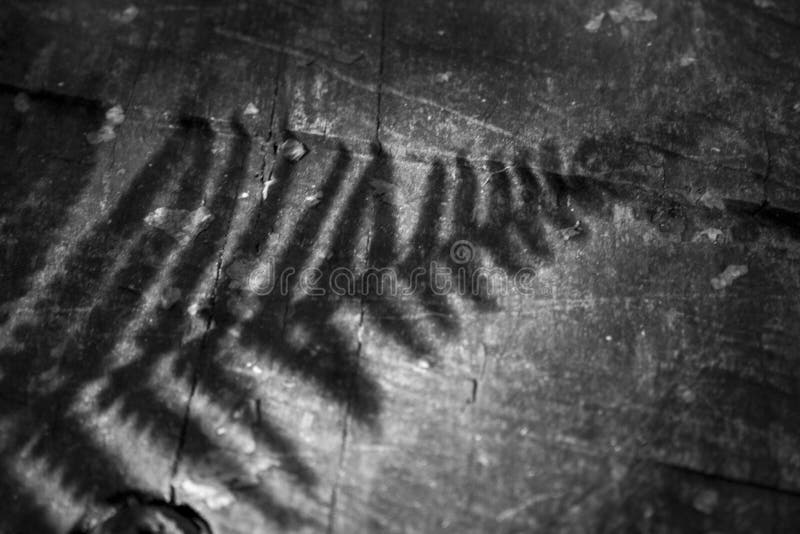 Greyscale Shot of the Shadow of a Fern Leaf on a Wall Stock Photo ...