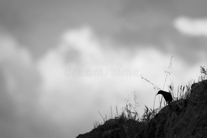 Greyscale Shot of a Silhouette of a Bird on a Hill Stock Image - Image ...