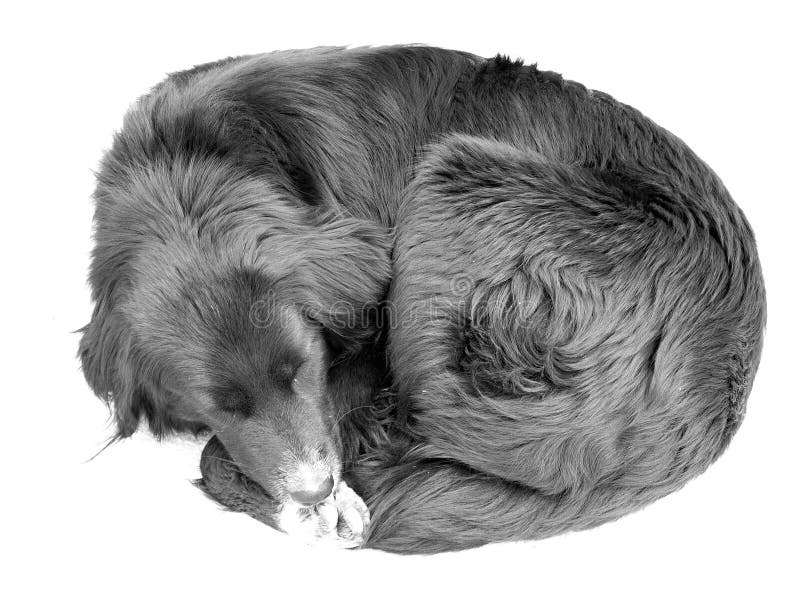 Greyscale Portrait Dog Stock Photos - Free & Royalty-Free Stock Photos ...