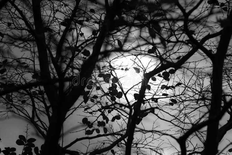 Greyscale Shot of the Sun Shining Behind the Branches Stock Photo ...