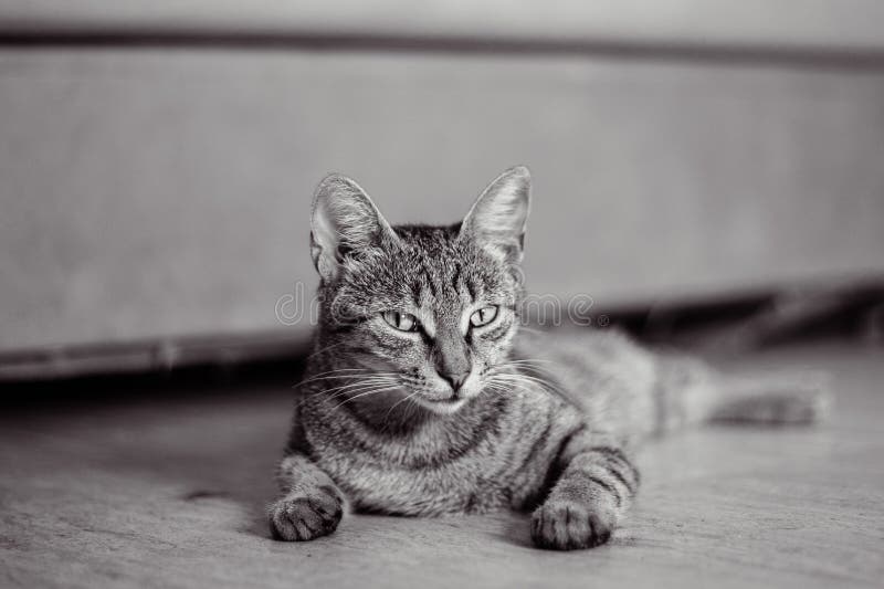 Greyscale Shot of a Tabby Cat Looking Directly into the Camera with an ...