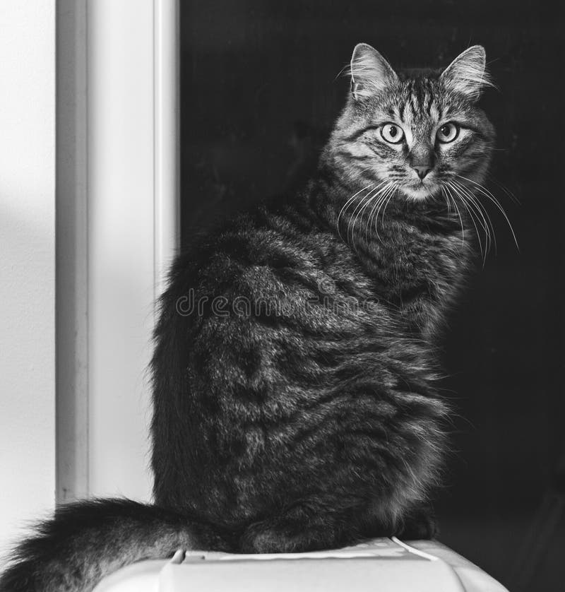 Cat Greyscale Color Stock Photos - Free & Royalty-Free Stock Photos ...