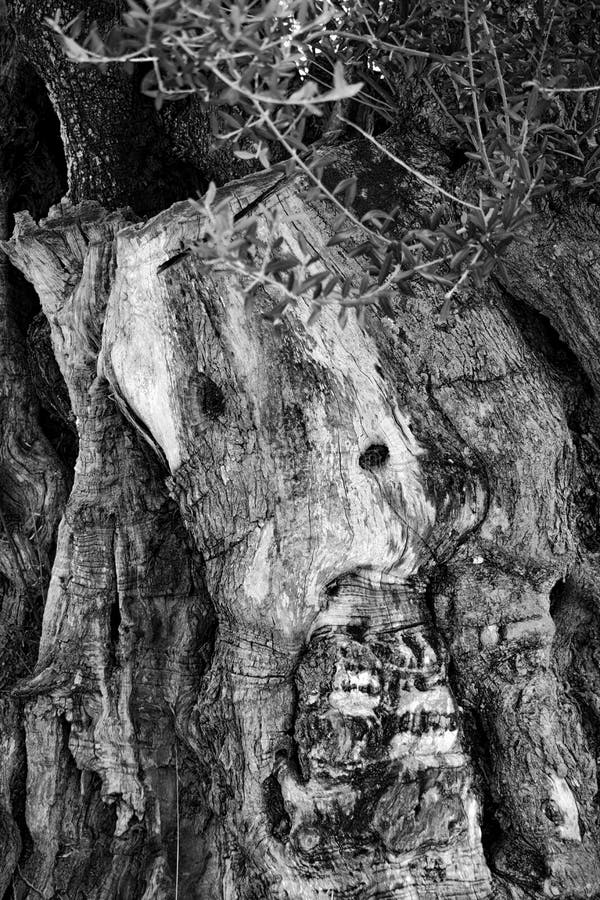 Grayscale Tree Bark Texture Stock Photos - Free & Royalty-Free Stock ...