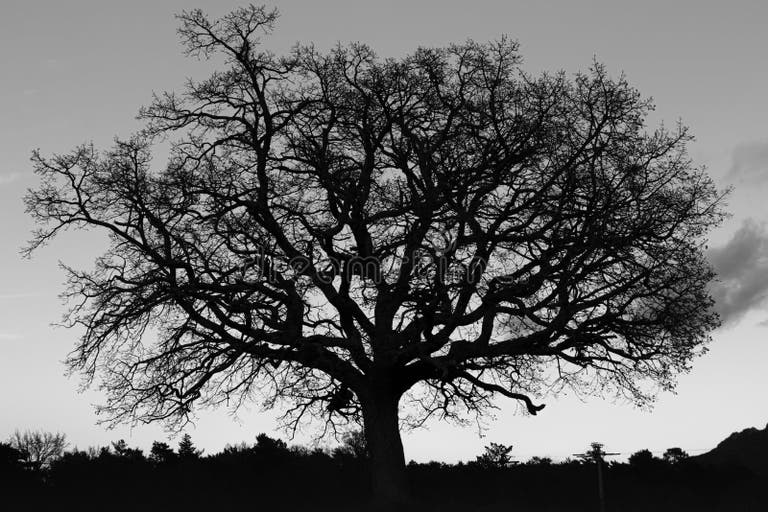 Greyscale of a Tree Surrounded by Greenery Under Sunlight and a Cloudy ...