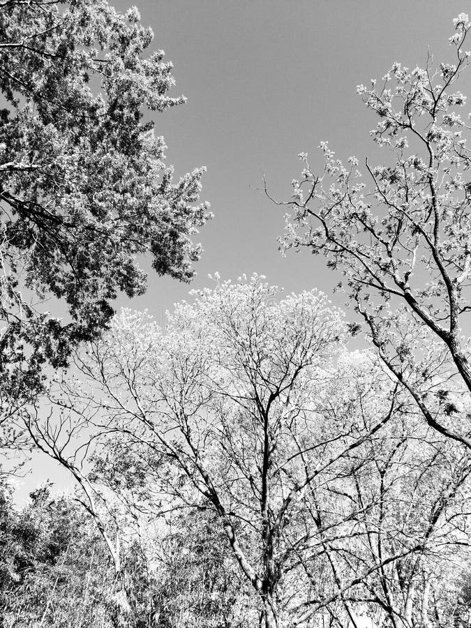 Trees stock photo. Image of greyscale, trees, nature - 115544308