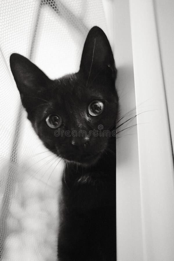 138 Cat Greyscale Stock Photos - Free & Royalty-Free Stock Photos from ...