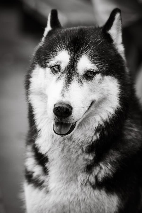 Greyscale Vertical Shot of the Cutest Fluffy Husky Dog Looking at the ...