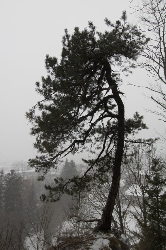 Greyscale Vertical Shot of a Single Tree Stock Photo - Image of trees ...