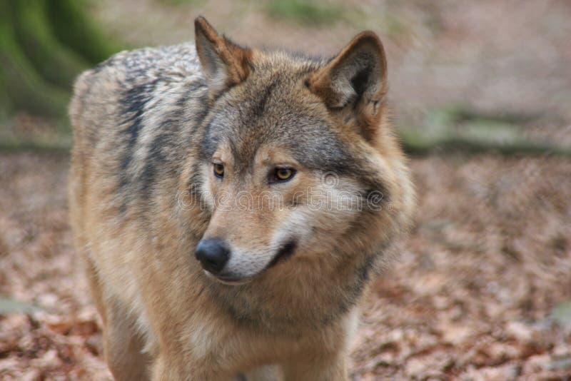 Greywolf stock image. Image of howling, looking, mean - 4755211