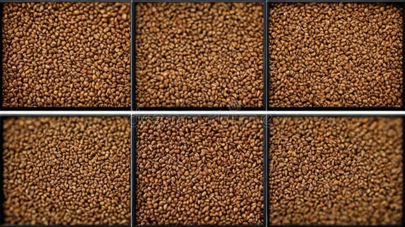 Grid of Brown Seeds in Containers, Emphasizing Texture and Uniformity ...