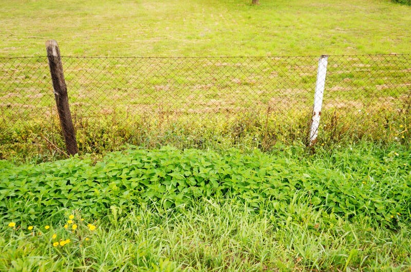Grid fence stock image. Image of plants, agriculture - 44424655