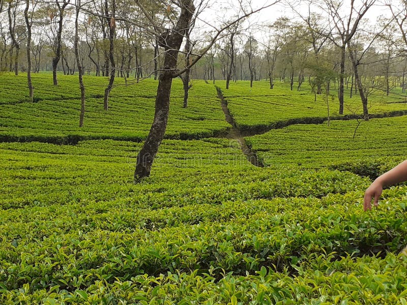 Grid of tea garden stock photo. Image of crop, field - 187280864