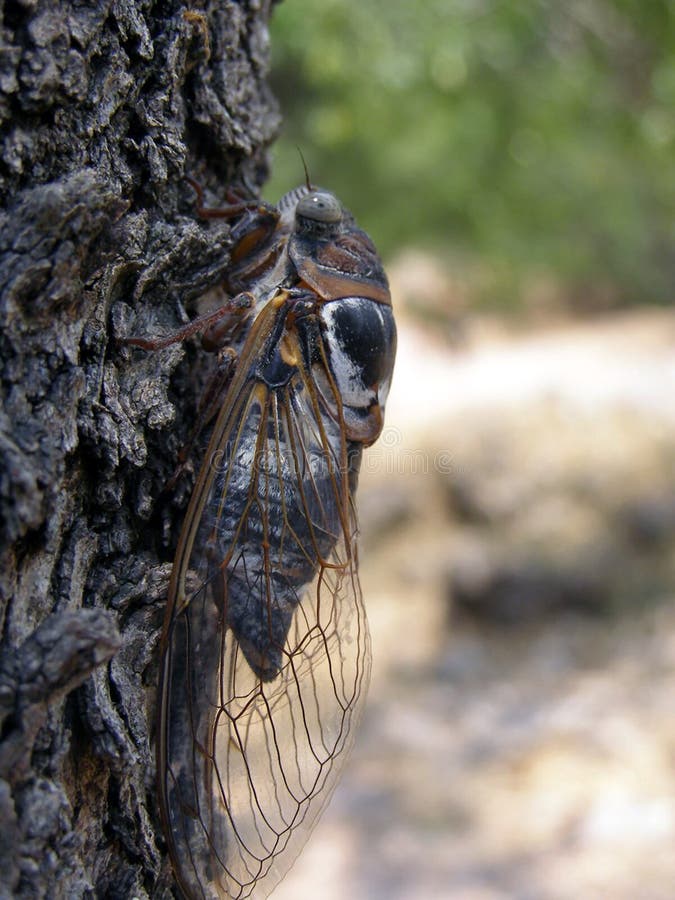 Griekse cicade stock afbeelding. Afbeelding bestaande uit vleugels ...