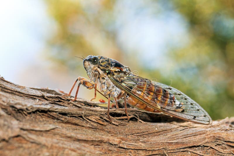 Griekse cicade stock afbeelding. Afbeelding bestaande uit vleugels ...